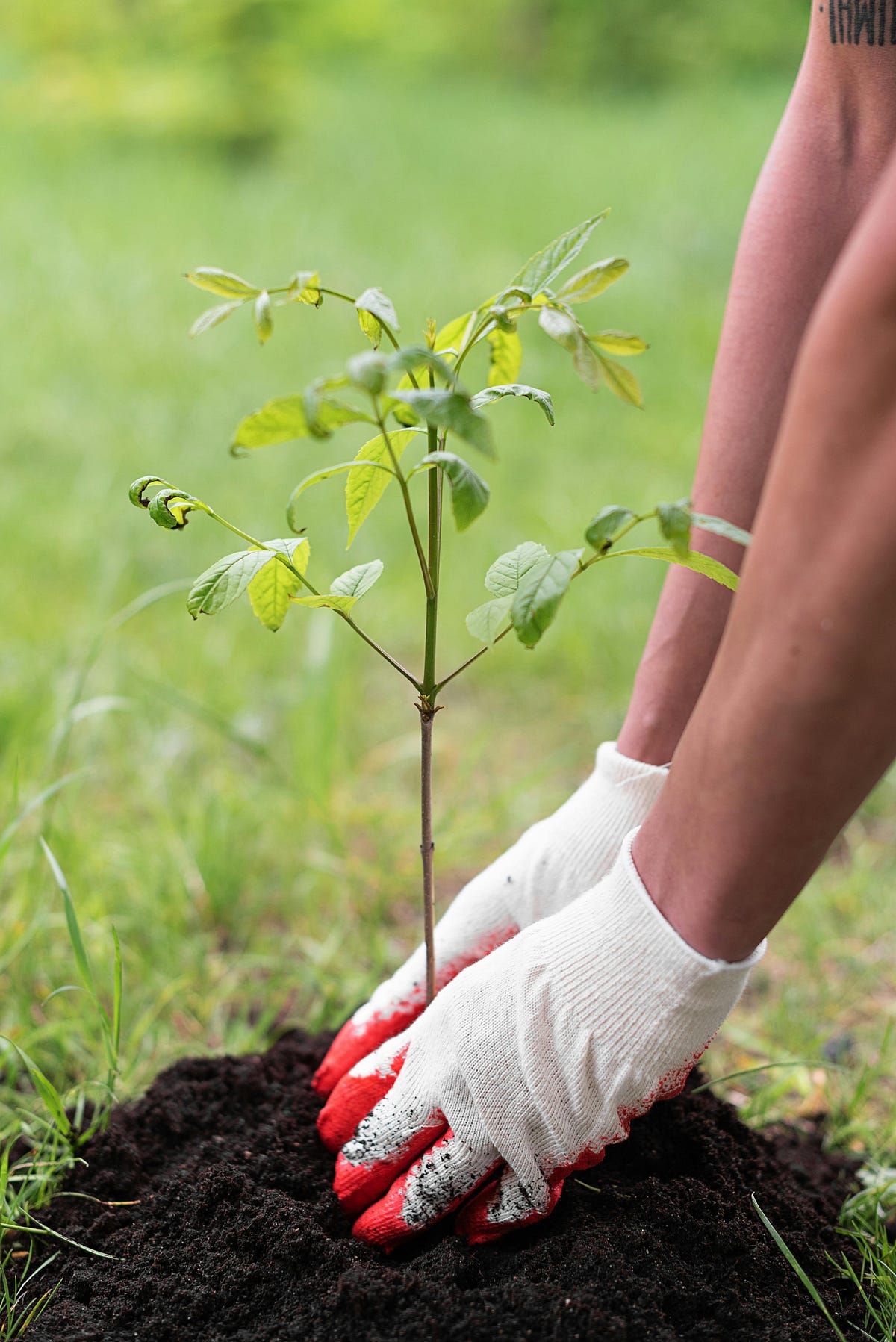 “Sowing Life: The Gardener’s Touch” - The biobloom - Medium