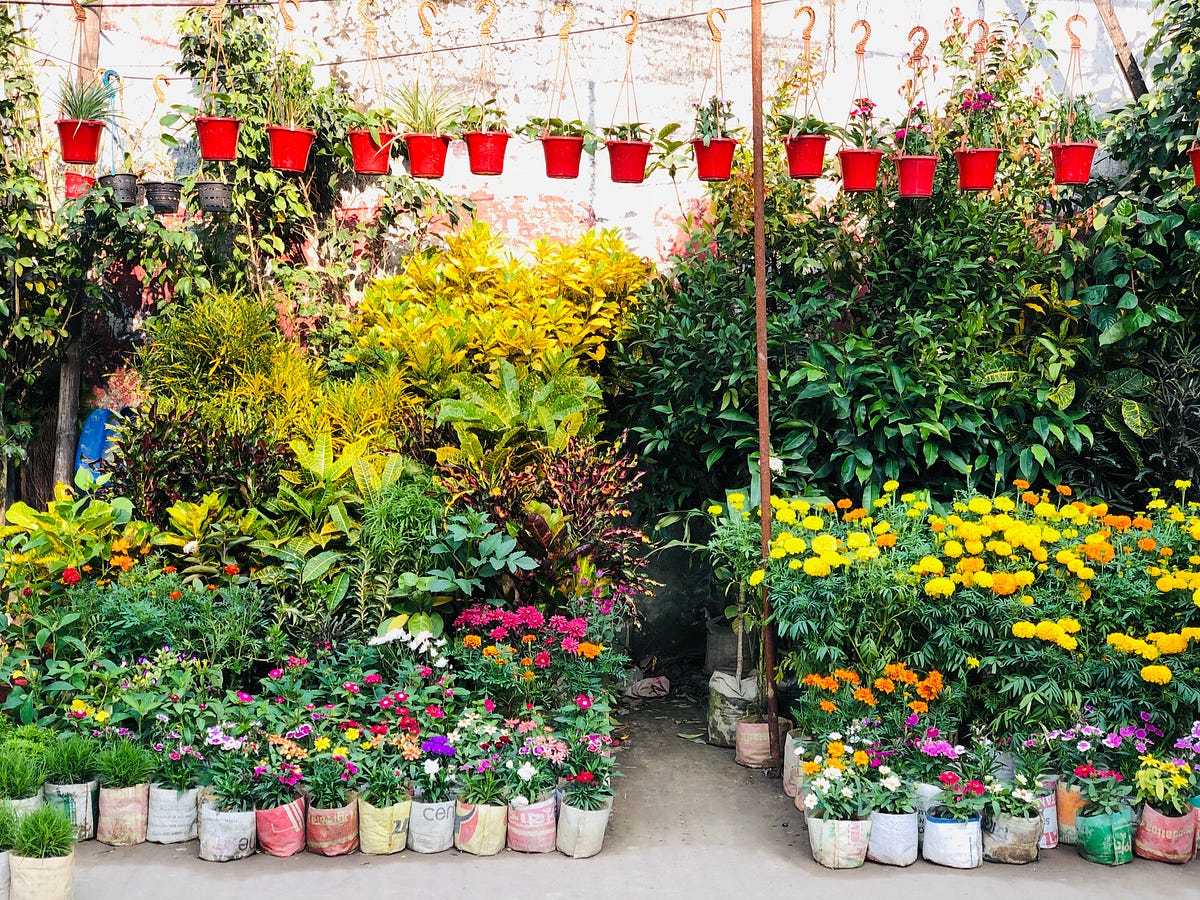 Plants & Roses, the eco-flower shop of the future (Part II) | by Javier ...