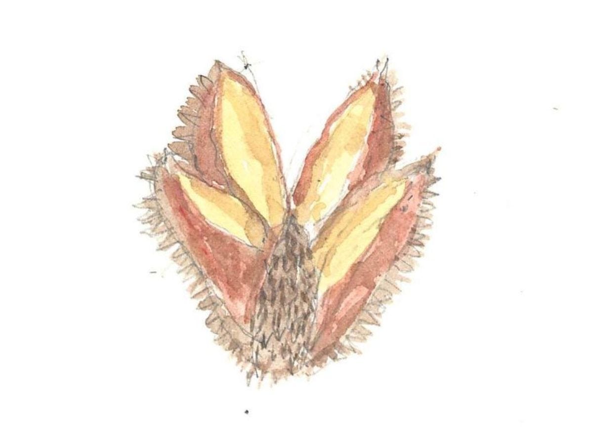 Planting the Seed of an Idea!. The seedpod from a Crows Ash tree, also ...