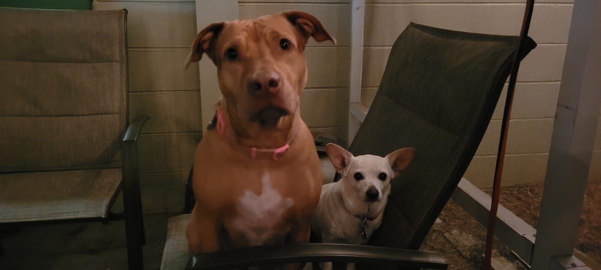 BSL Bans: Will We Ever Agree?. This week I came across two articles ...