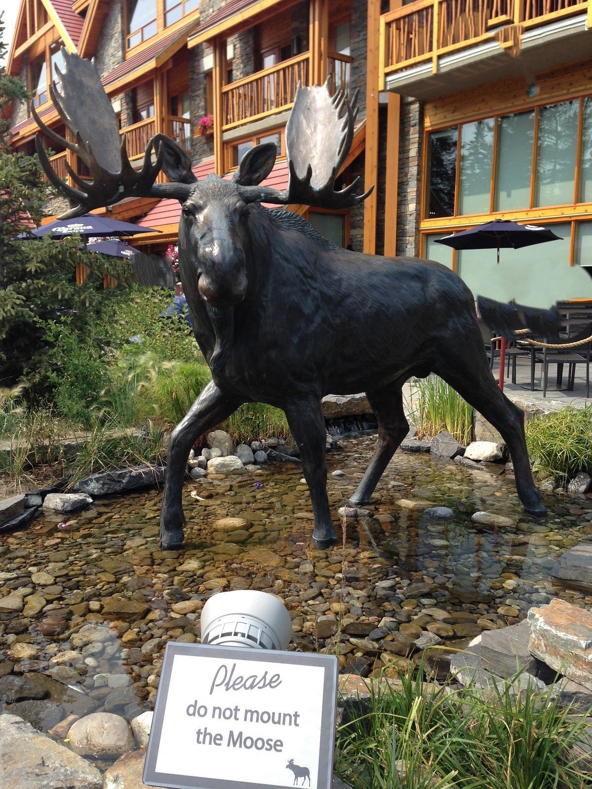 “Please Do Not Mount the Moose” - Six Word Photo Story Challenge - Medium