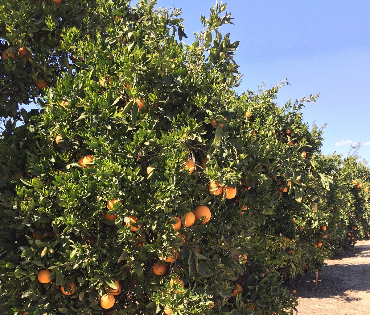 Inside the Dangerous Life of a Navel Orange | by Micki Seibel | World ...