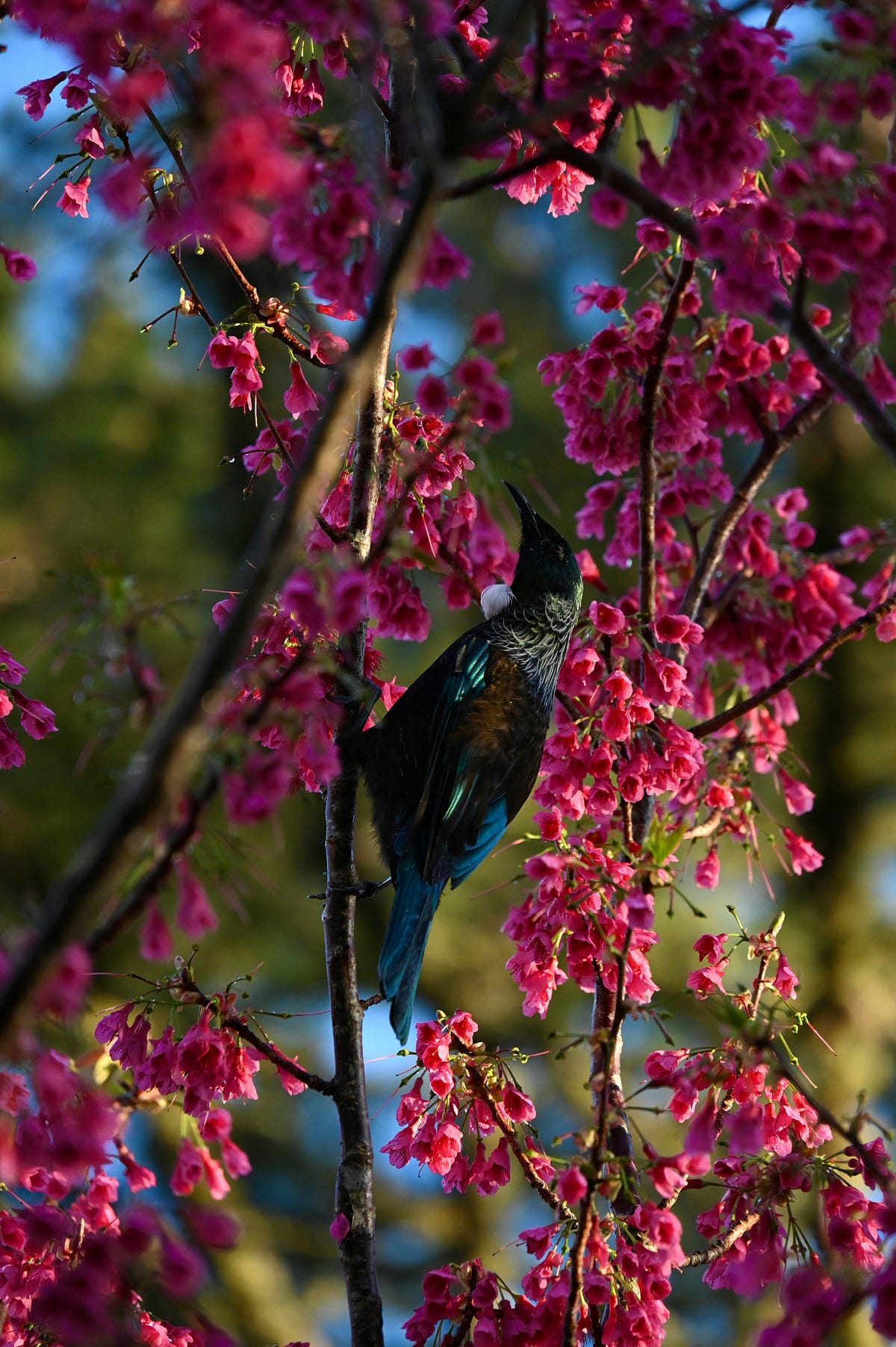 The Kauai O’o Birds Final Song. A tribute to the last Kauai O’o bird ...