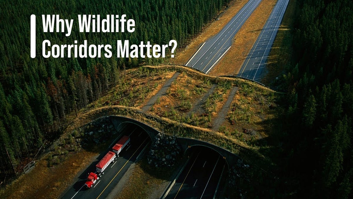 “Paths of Survival - Wildlife Corridors in Ecosystem Conservation" | by ...