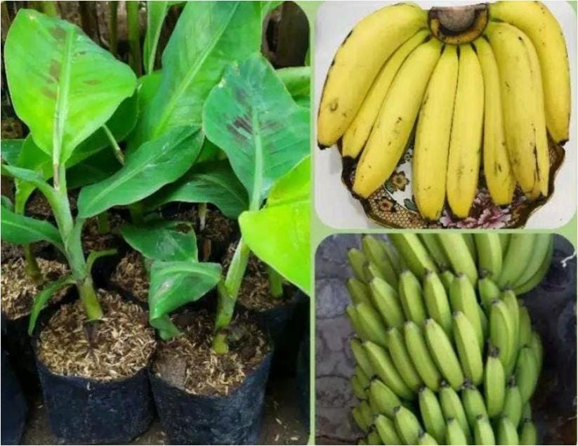 Bibit Pisang Morosebo Mini Pendek Berbuah Usia 7–9 Bulan Tanam Sekali ...