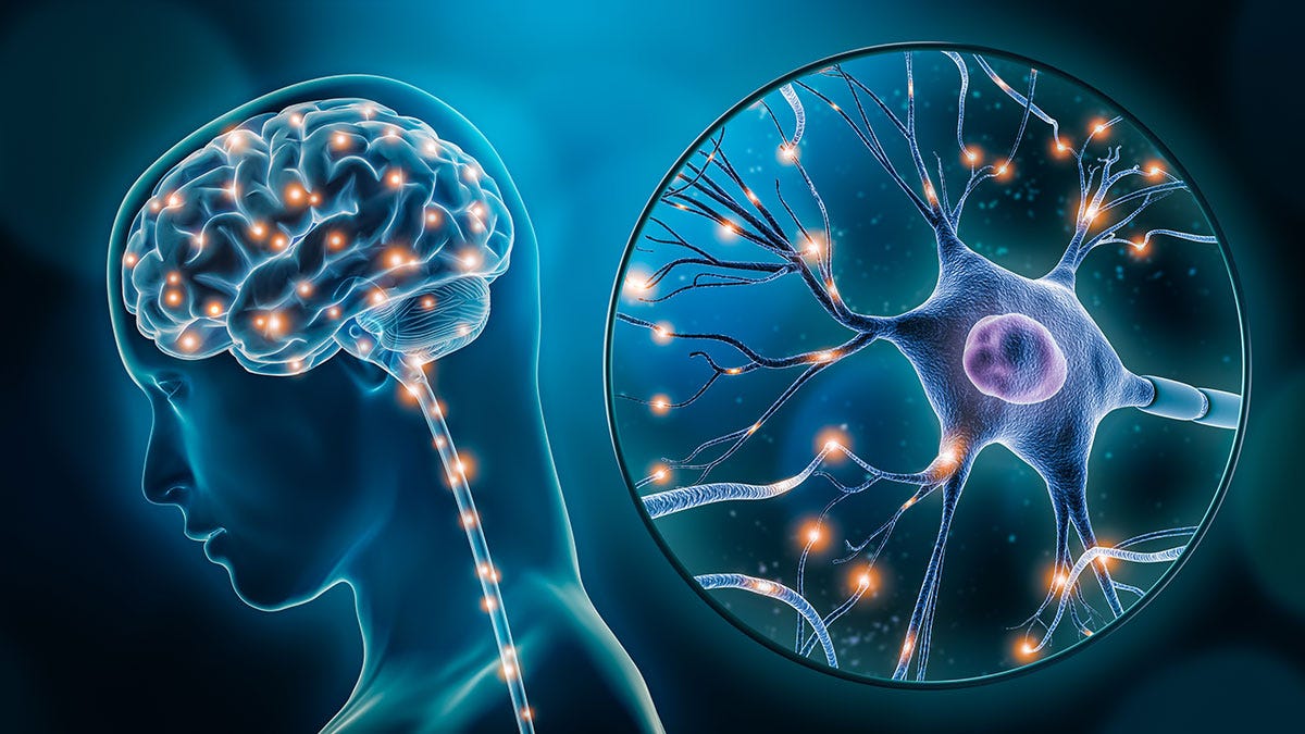Can Neuroplasticity help Adults Heal Childhood Trauma? | by lydia kruse ...
