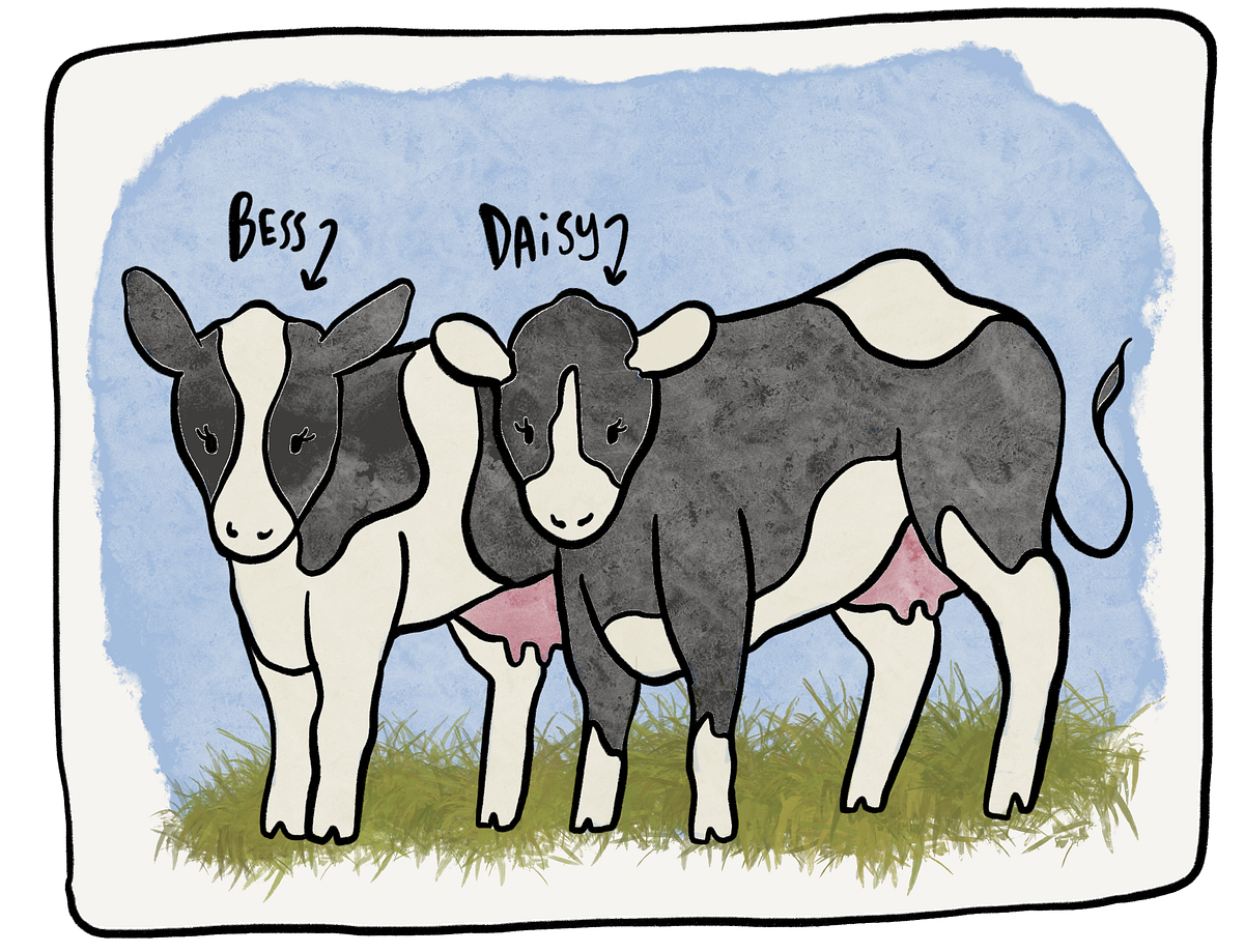 A Tale of Two Cows. A story of how tiny changes in DNA can… | by Izzy F ...