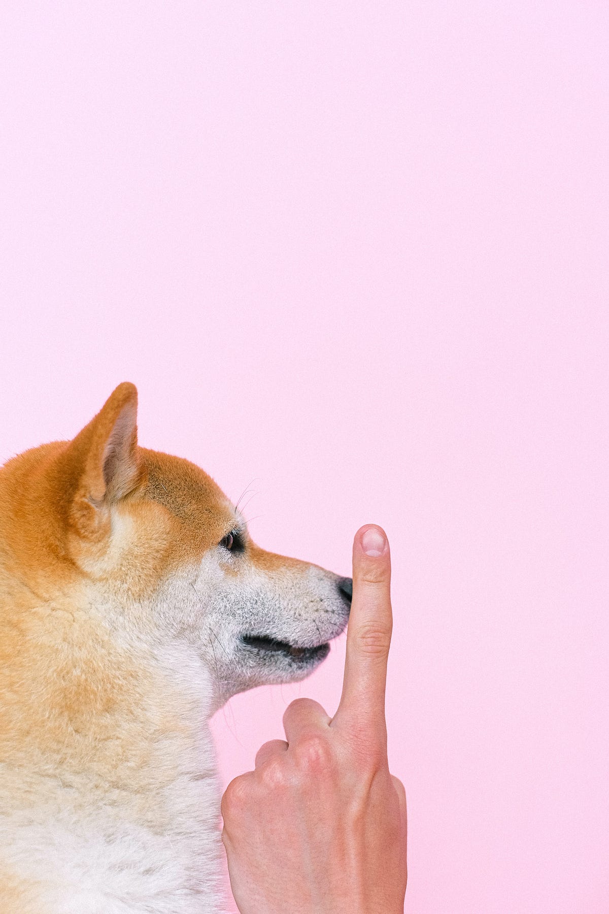 Dog Brain Training Made Easy - Dog Brain Training - Medium