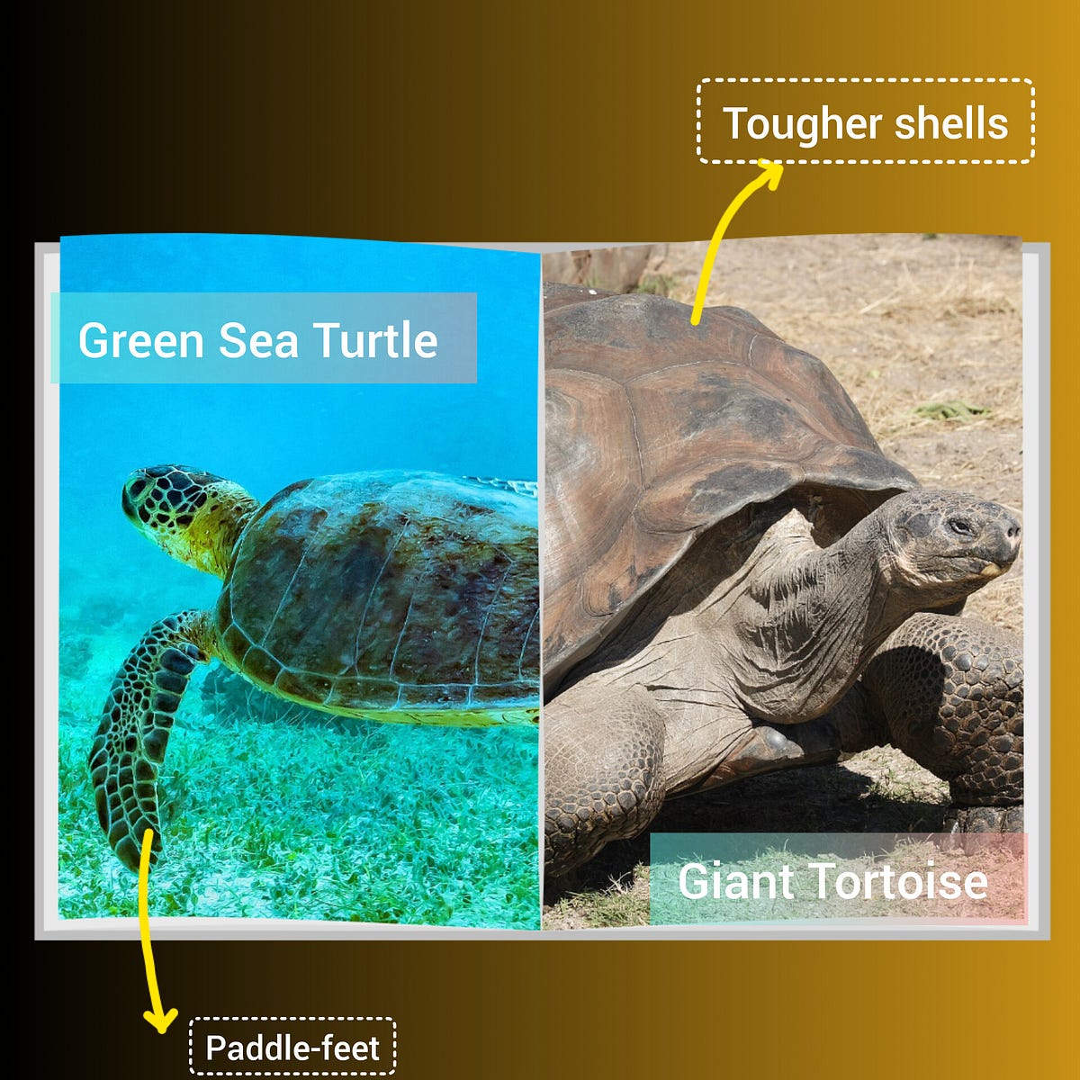 Tortoises and Turtles Are Different? | by Ritu | Medium