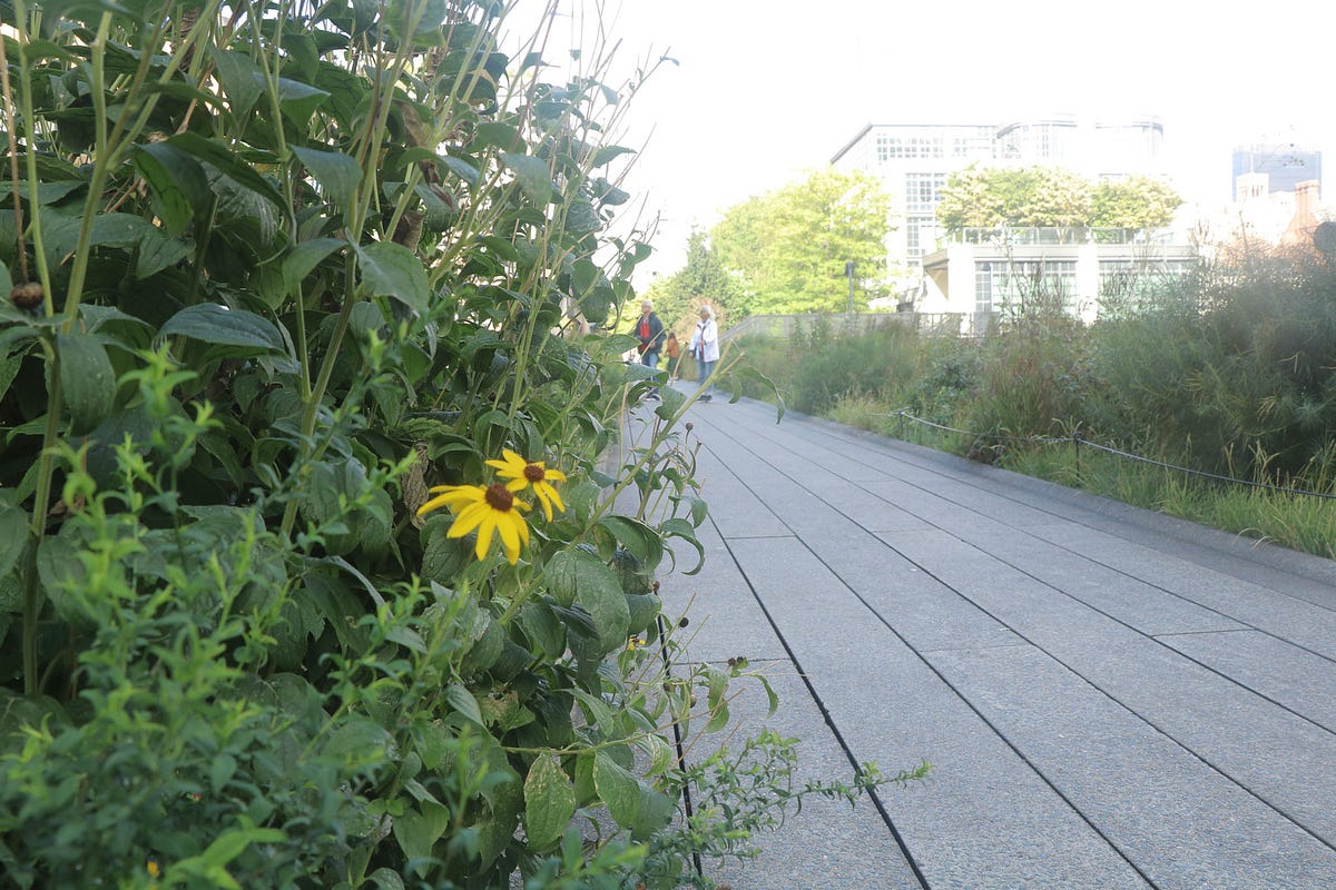 The High Line: From Eyesore to Exhibit | by Jiajin Liang | Medium
