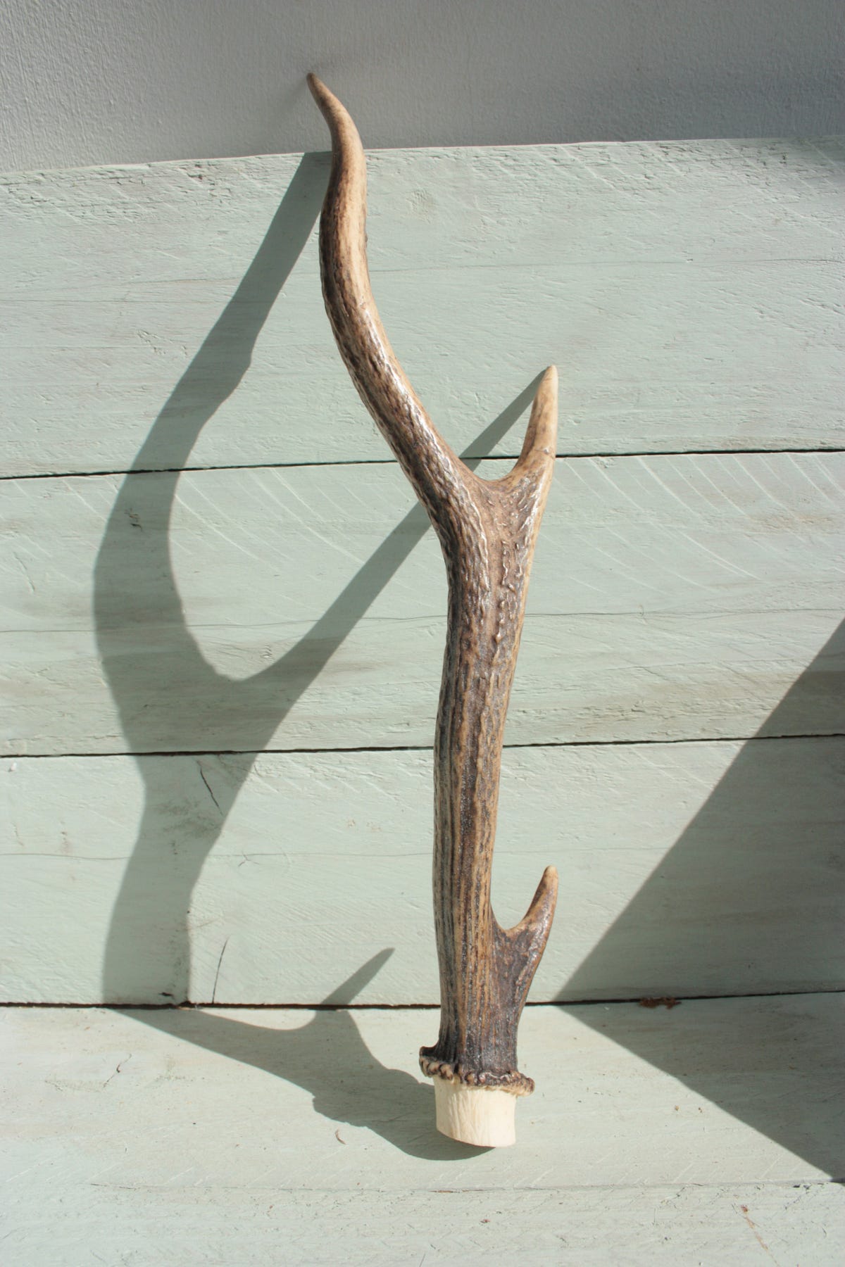 Buck tooth. Funny random story here… | by Amy Jane | Medium