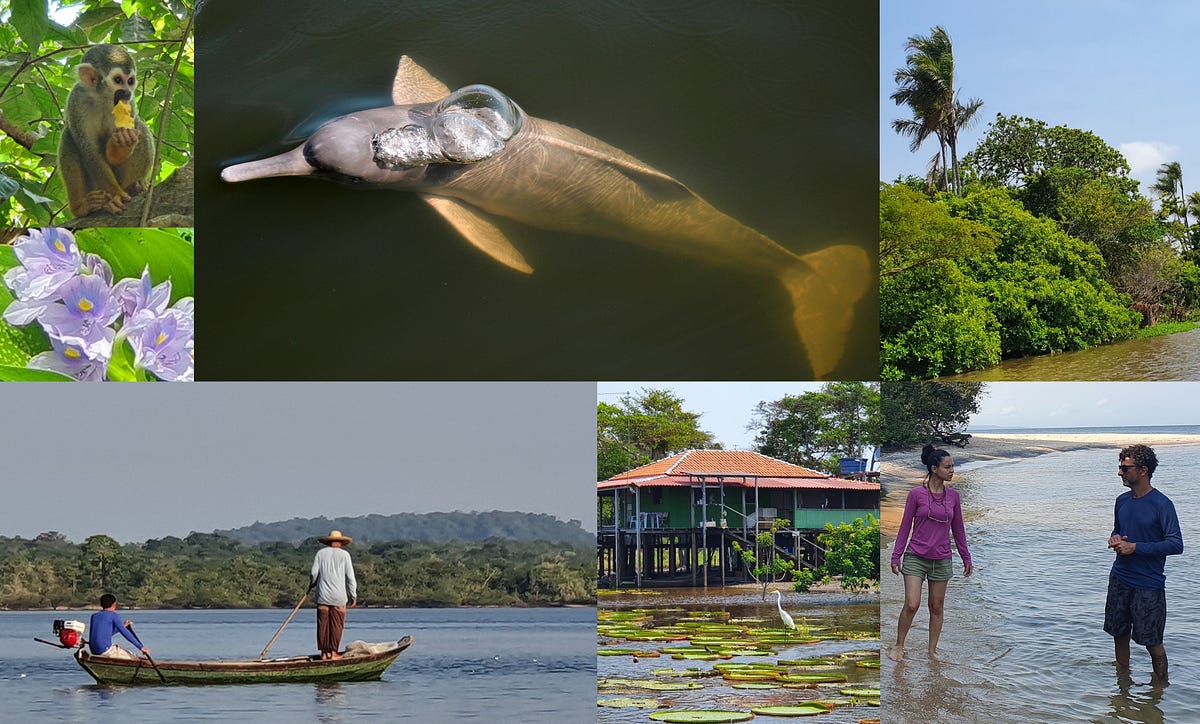 My first encounter with the pink river dolphin | by WWF Freshwater | Medium