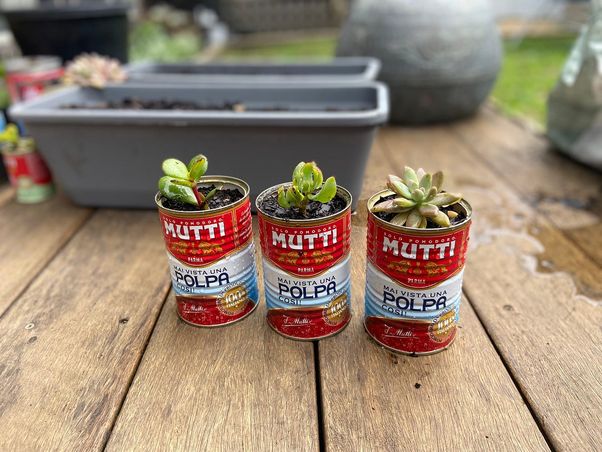 Three mindful things to use as pots for your succulents | by Our Thumbs ...