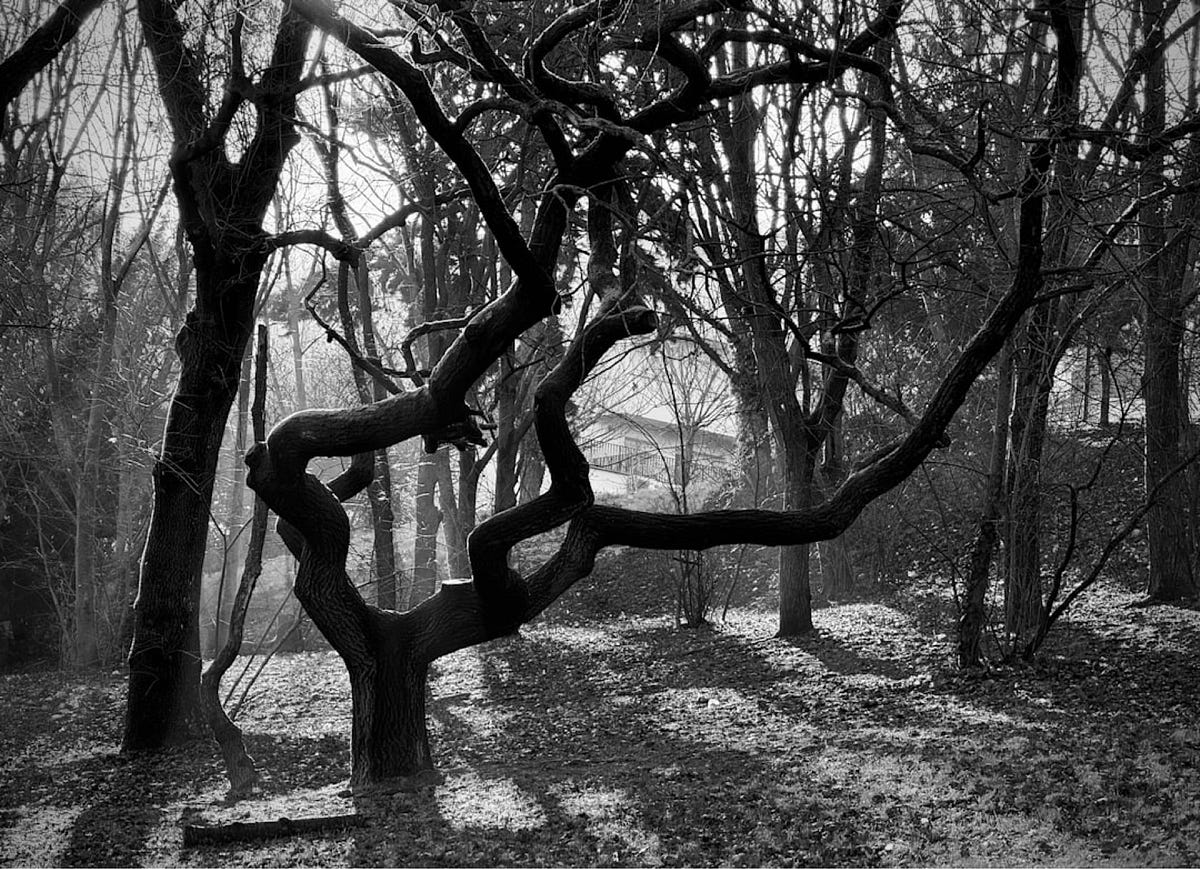 The Hoia Baciu Forest: Bermuda Triangle of the trees | by Ritika ...