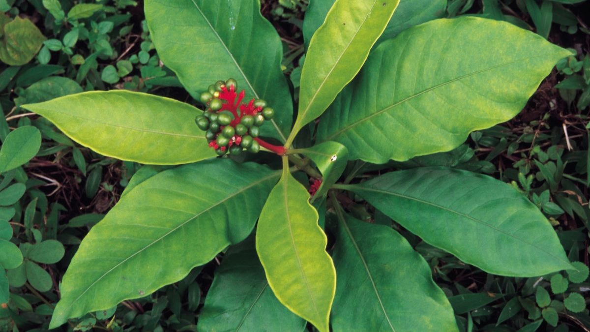 Great 5 Amazing Benefits of Indian Snakeroot | by Ibondk | Medium