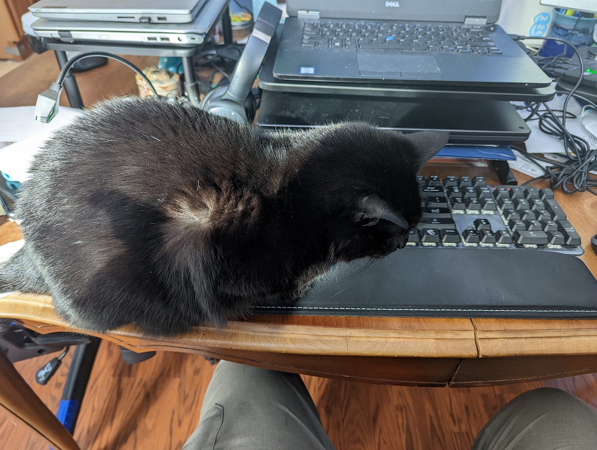 I Love It When My Cats Try to “Help” | by Matthew Maniaci | Thing a Day ...