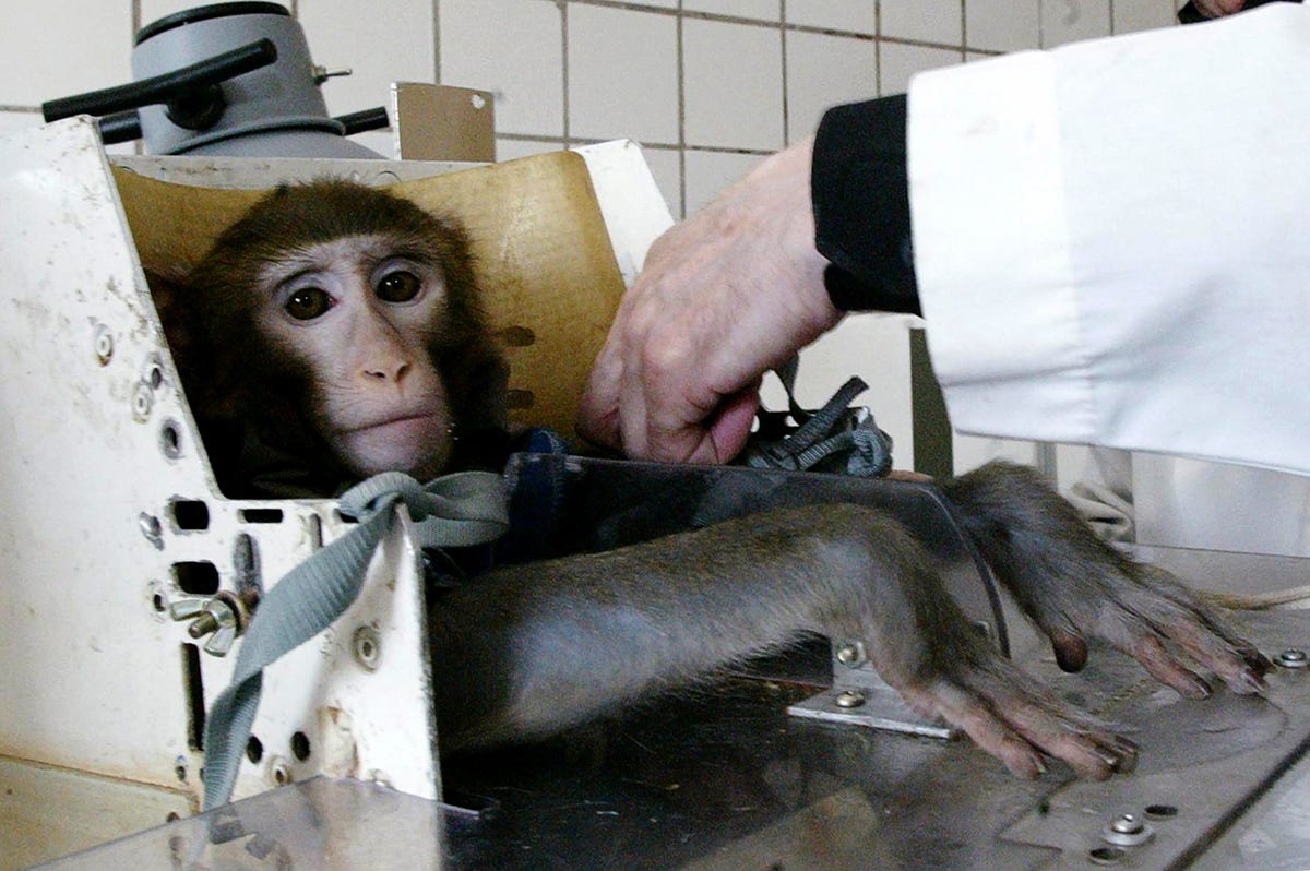 The Australian Government is Funding Animal Torture | by Alessia ...