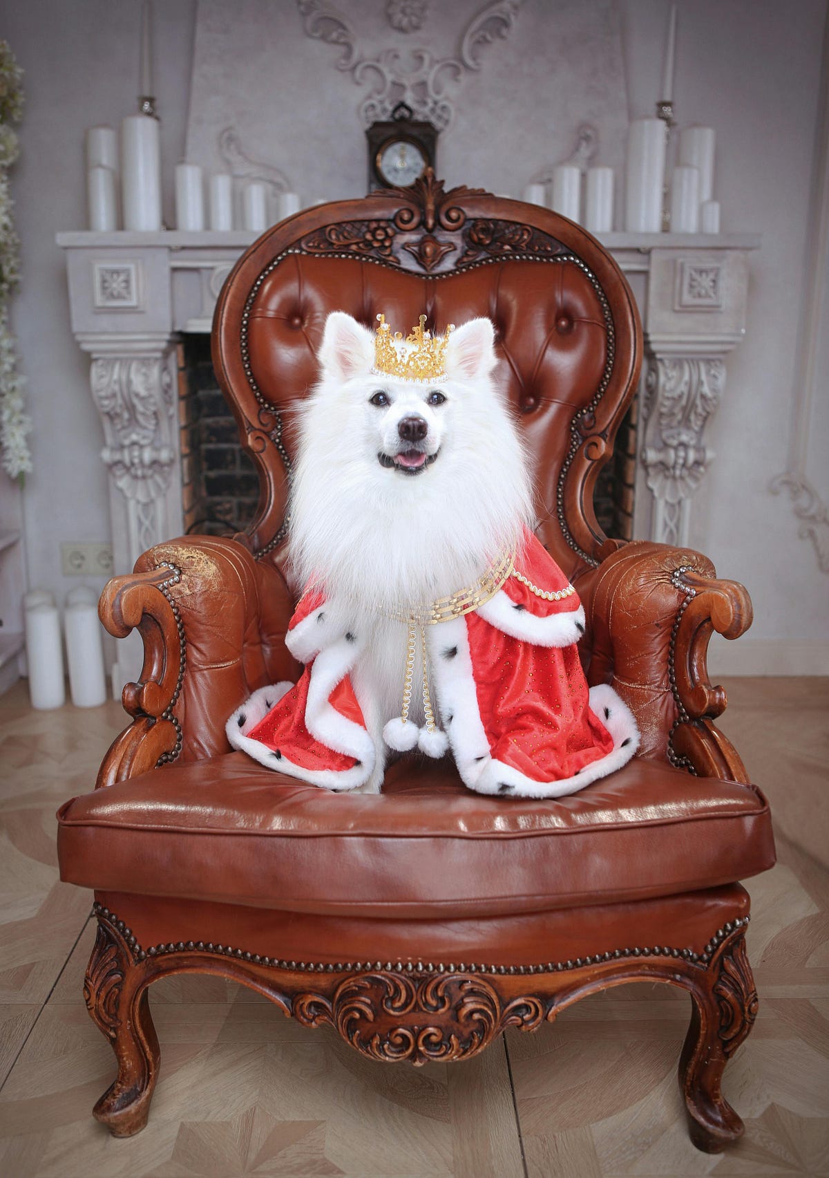 I Wish I Were A Millionaire’s Dog | by Marila Summers | Cogito Corner | Medium