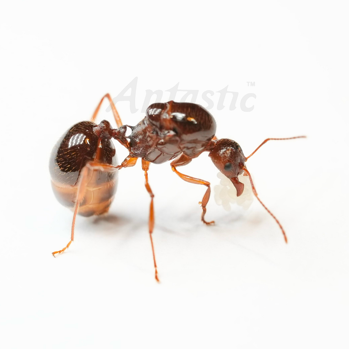 The Buzz on Exotic Ants: Exploring the Fascinating World of Funnel ...