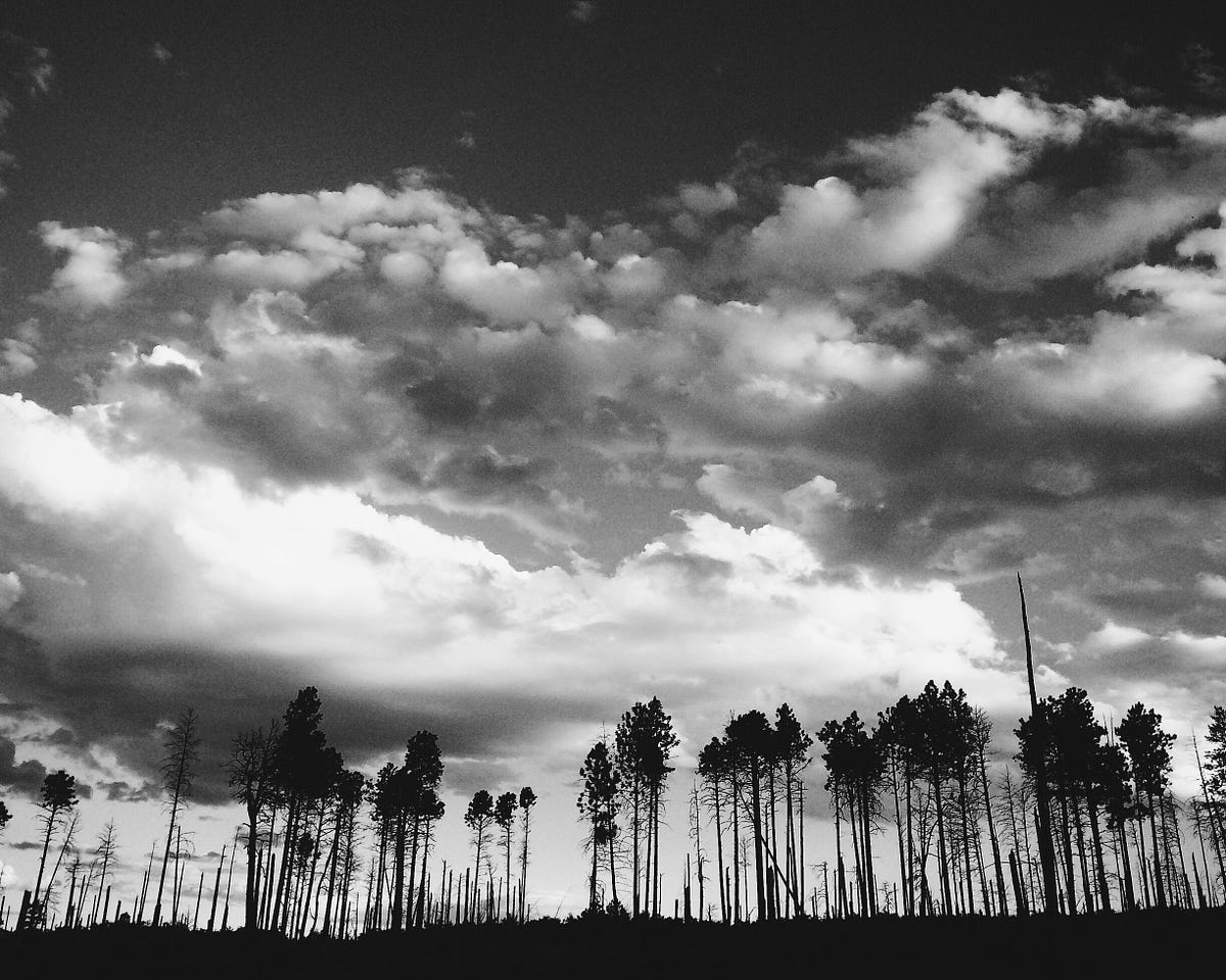The Gentle Pine. When I was a kid i used to climb trees… | by Matthew ...