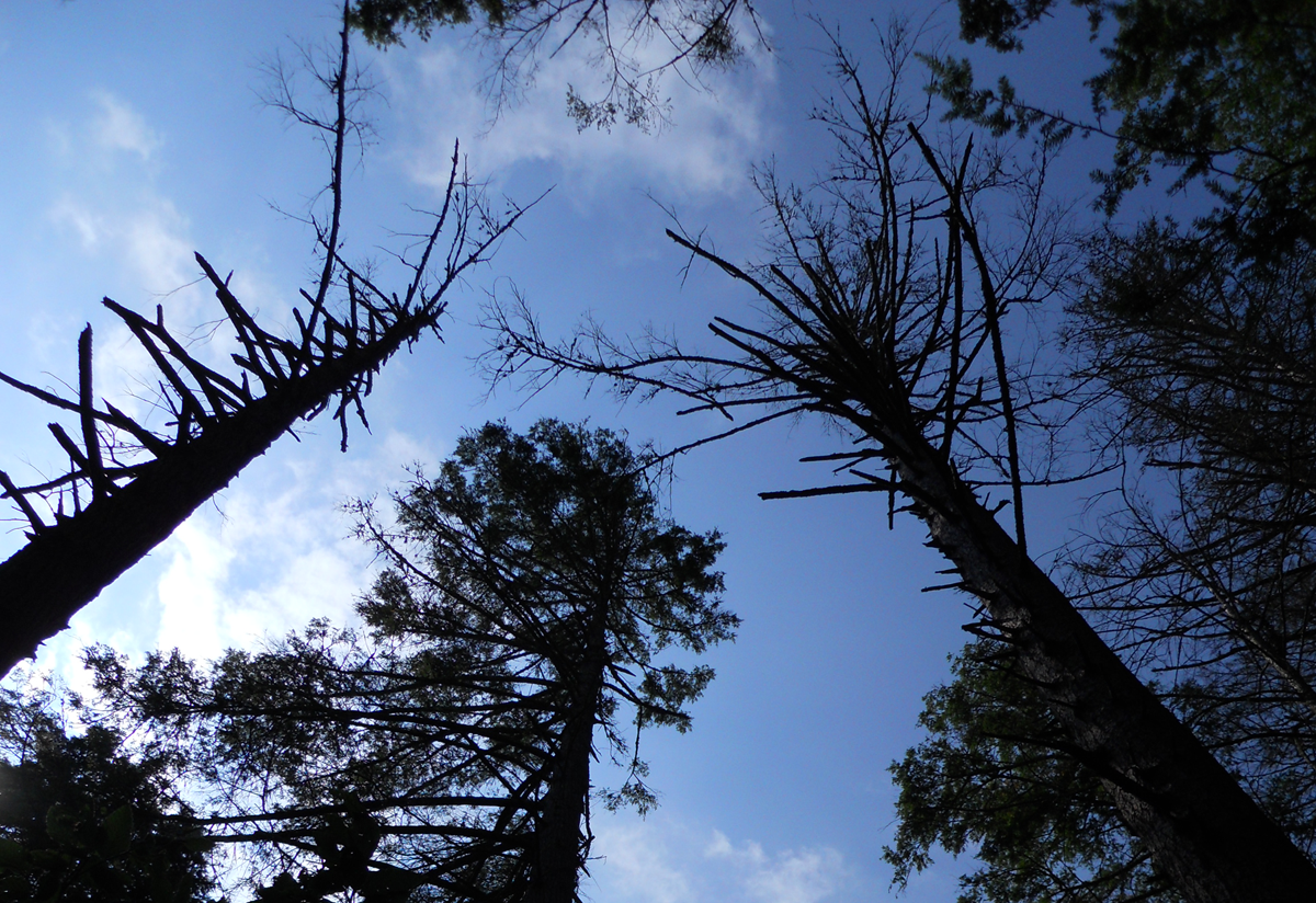 Eastern Hemlocks’ Last Stand. The Slow Death of a Species and the… | by ...