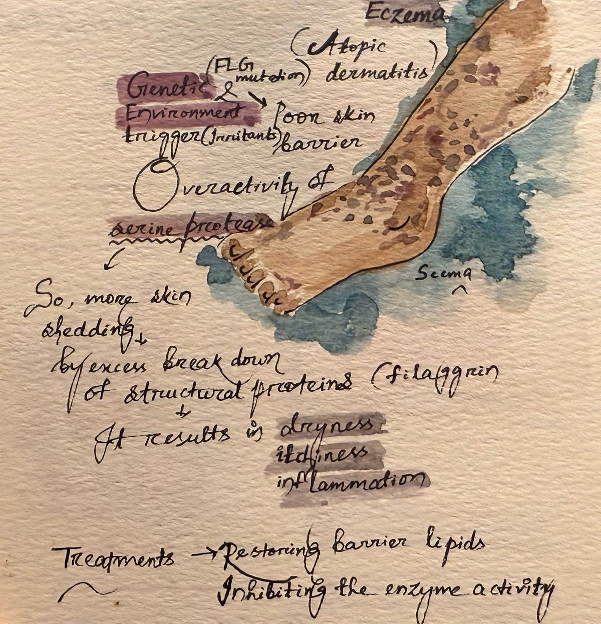 Why Skin and Respiratory Tissue Are Allergy-Prone? | by Dr. Seema Patel (PhD) | The Medical ...