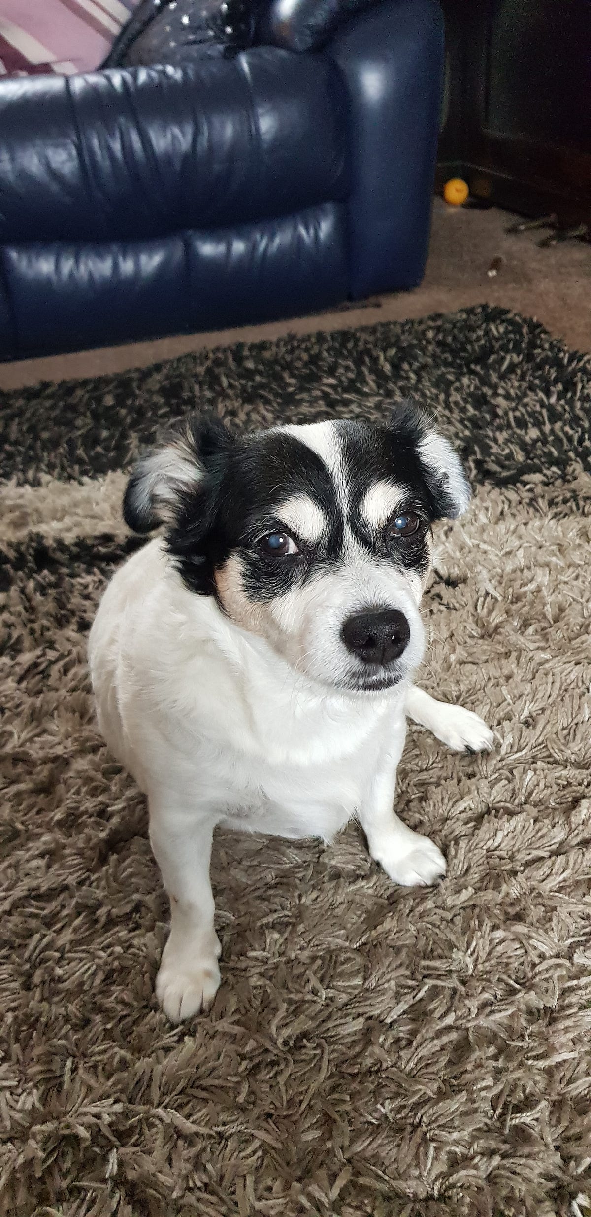 My Dog Is 13 and I Am Worried About The Future | by Leon Macfayden ...