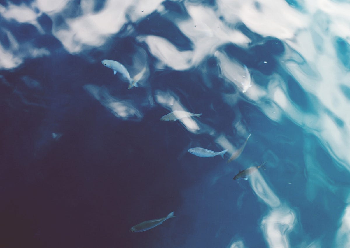 “Look at the Fish!”—Helping Students See Past Boredom | by Christian ...