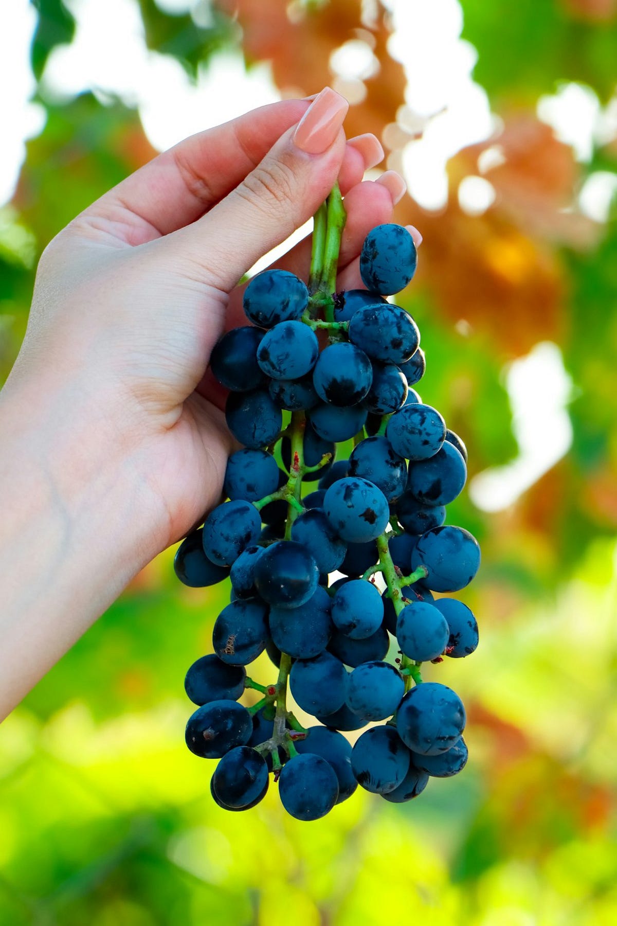 My own bunch of Grapes.. How being with bunch makes us more… | by The ...