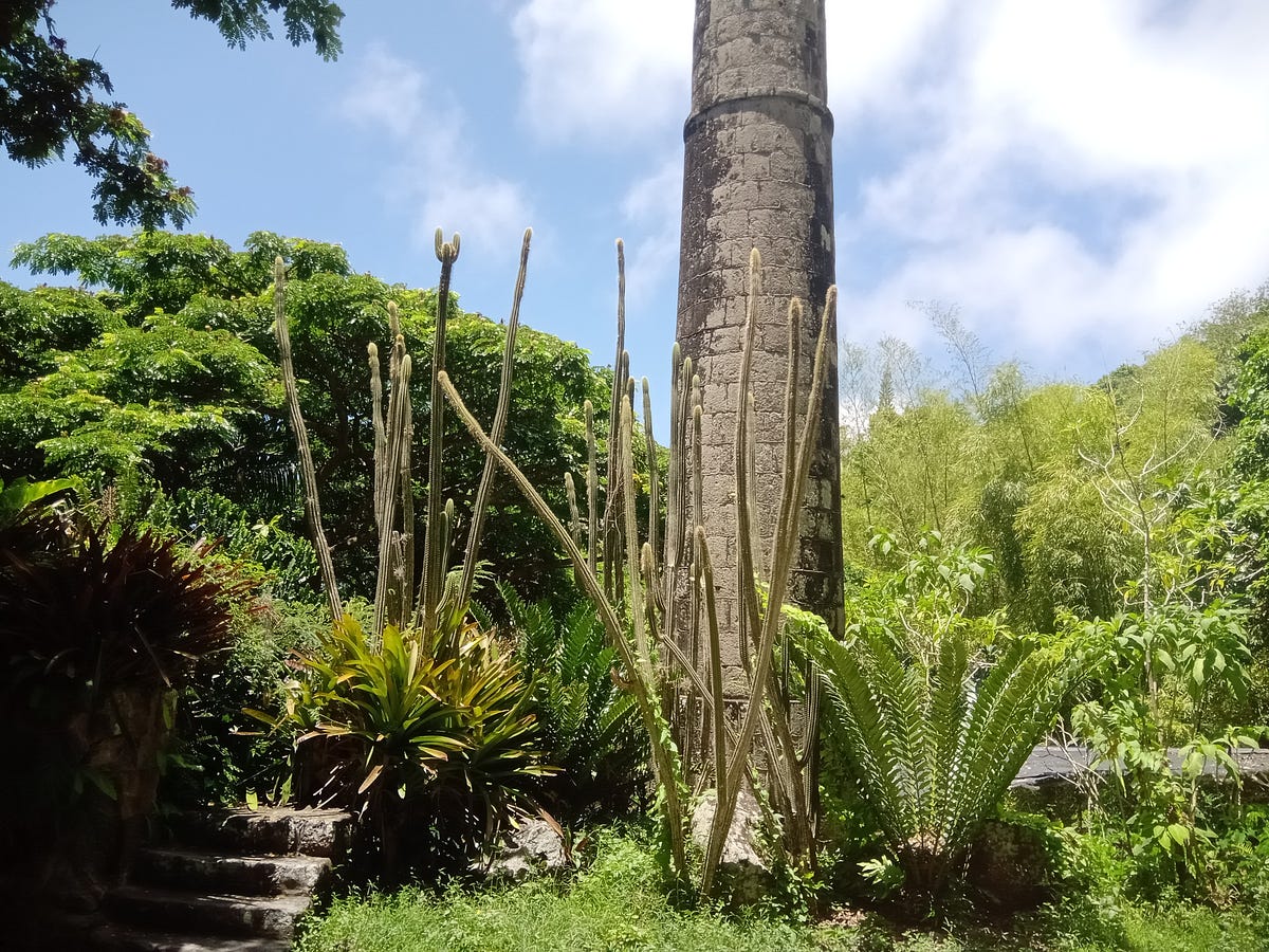 Cactus in a Tropical Rainforest - The Daily Cuppa - Medium