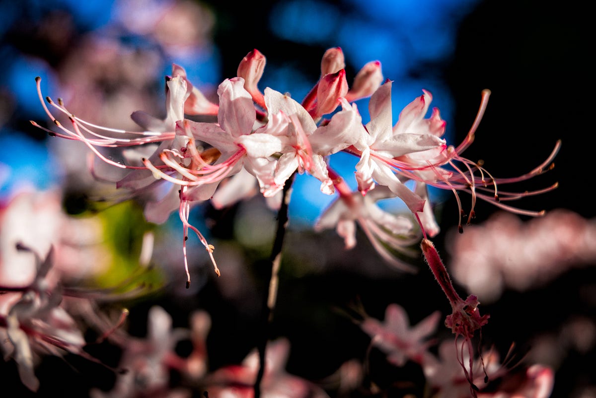 The power of soft lenses. Not every story needs supersharp images | by ...