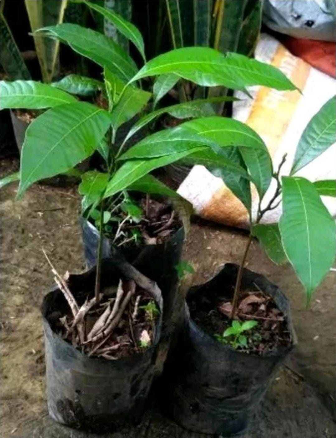 Bibit Pohon Tanaman Buah Gandaria Jatake Bogor Terunggul | by Jogokaryo ...
