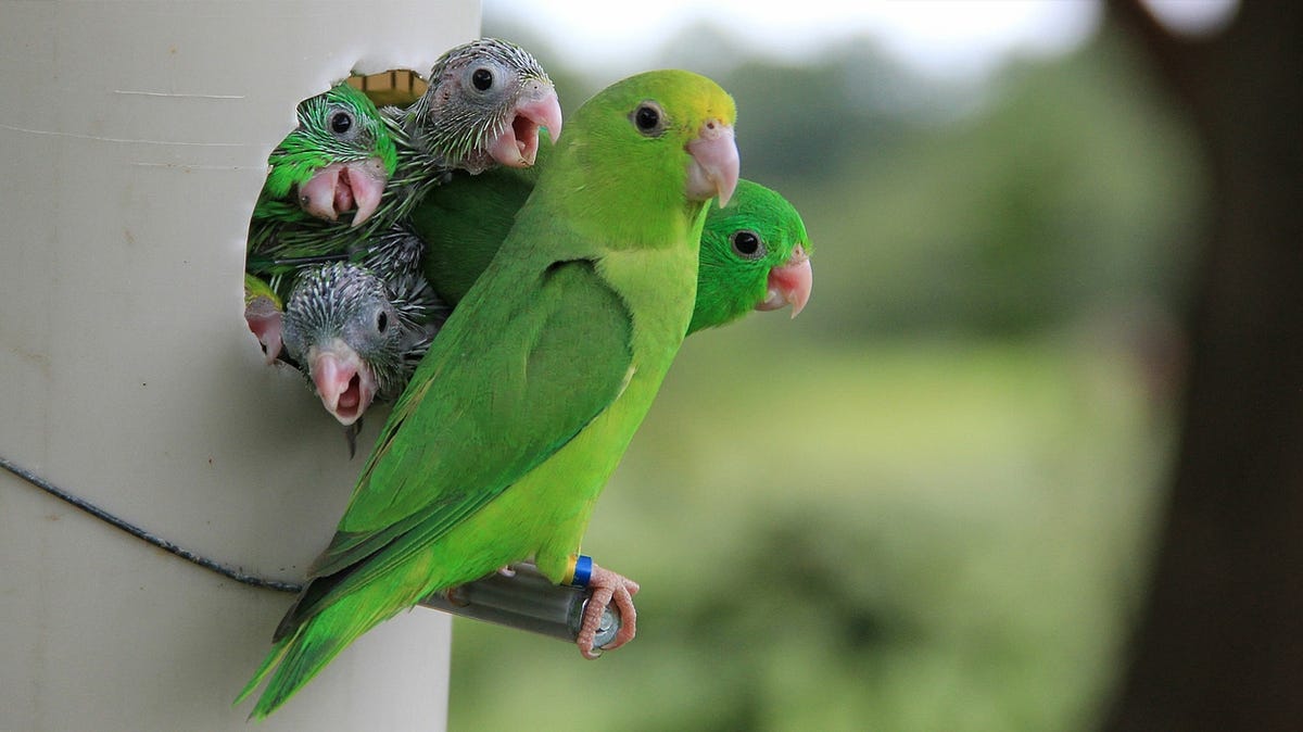 Infanticide Or Adoption? Why Parrots Kill Or Care For Each Other’s ...