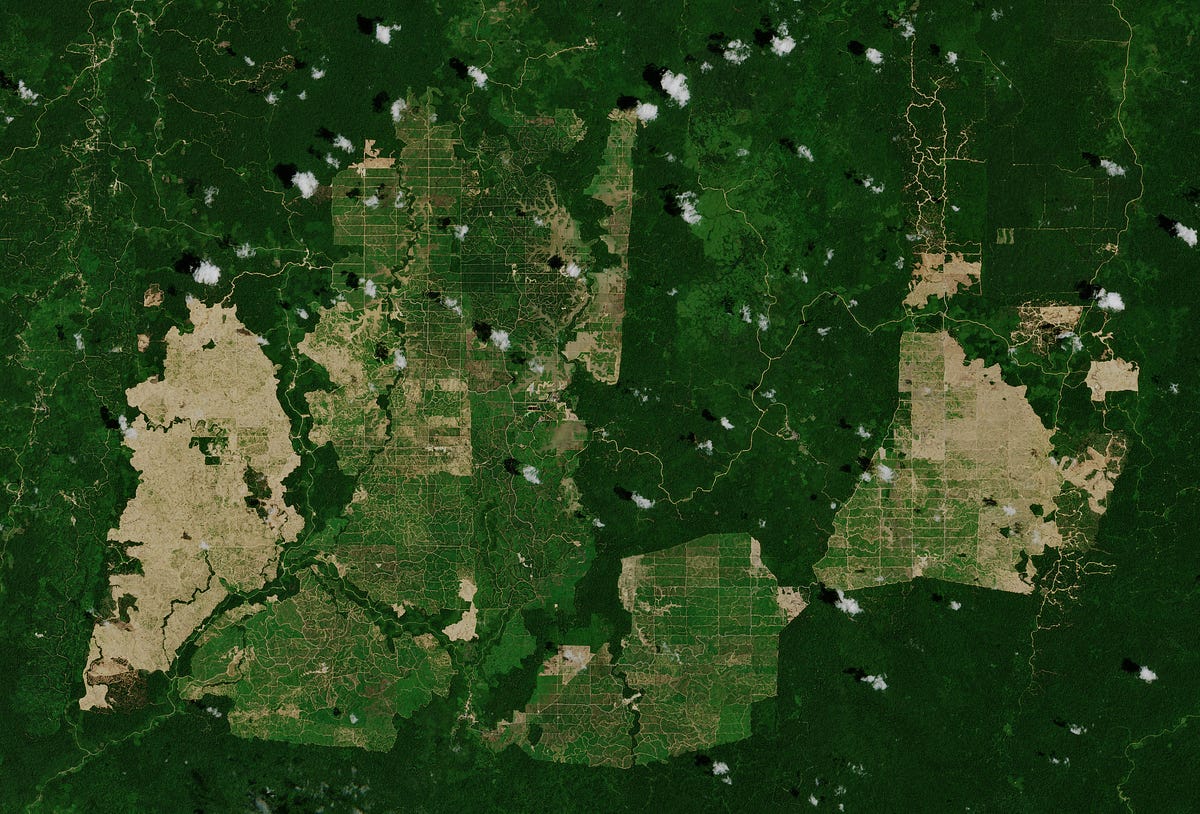 Deforestation in Southeast Asia, the commodities that drive it and what ...