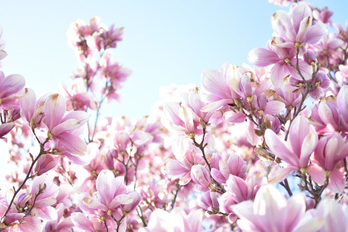 Life’s Small Surprises That Make Your Day | by Cândida Manguana | Medium