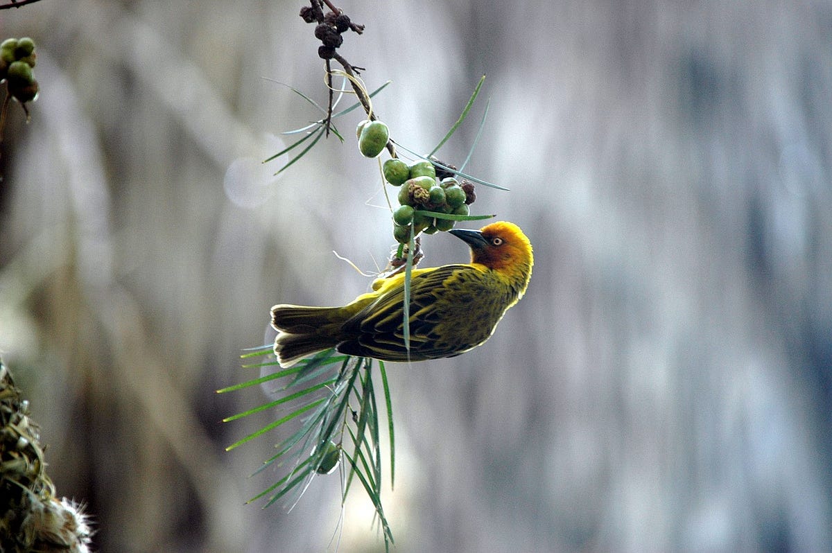 Crop Nibblers Part Two — This Time it’s the Birds! | by GROW ...