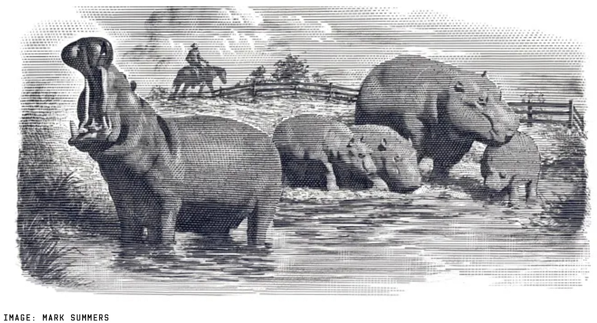 The Hippo Plan. In the early twentieth century, the… | by Ramish Talat ...