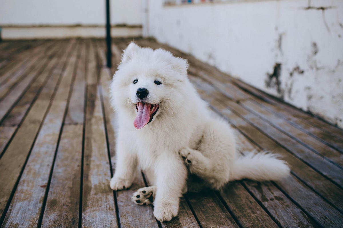 Dog Behaviors | by Happy Paws Training | Jul, 2024 | Medium