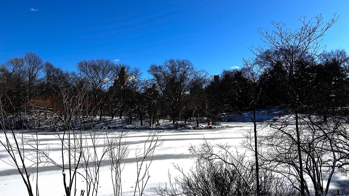 Snow in Central Park on Martin Luther King Day | by Eva Schicker ...