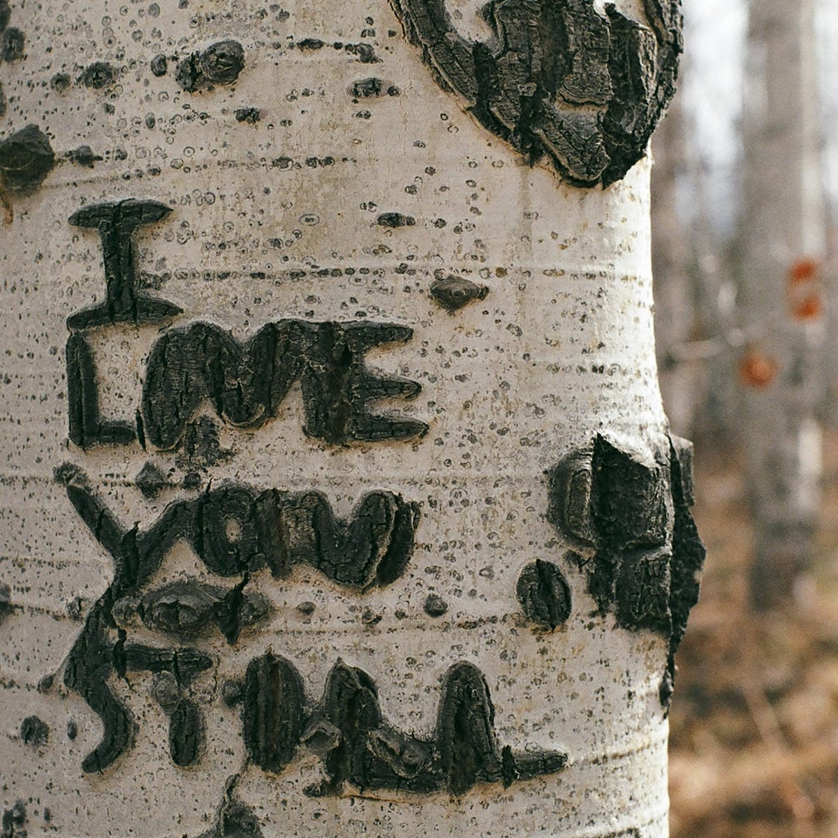 Harriet Hageman’s Hypocrisy: A warning for Wyoming (and the world) | by ...