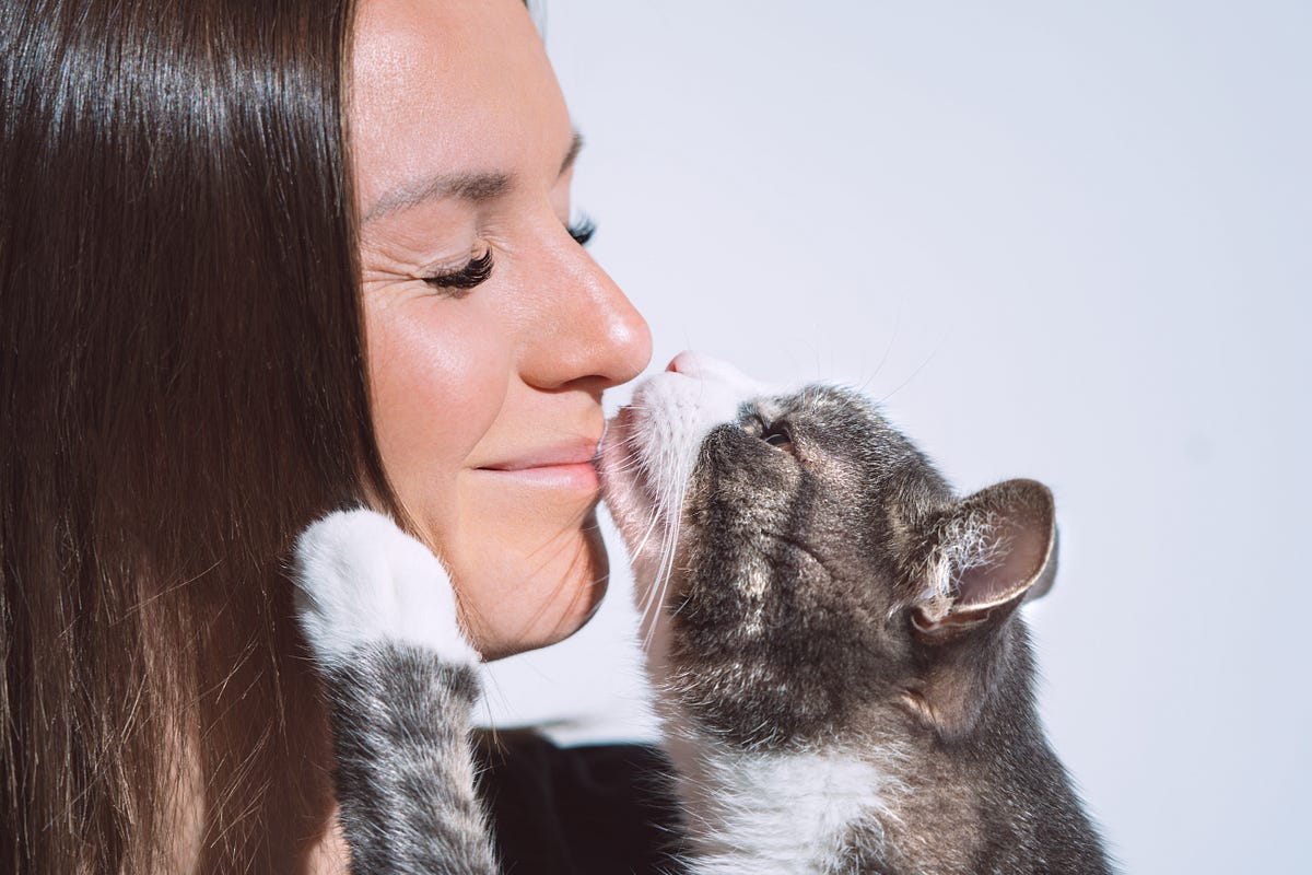 Day in the Life of a Cat Lady President as Imagined by J.D. Vance | by ...
