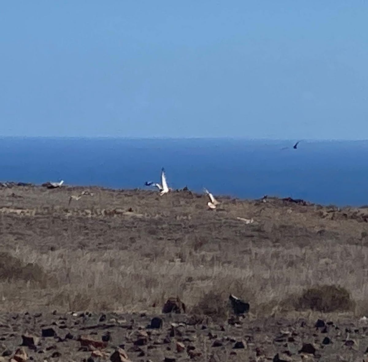 Houbara Bustards in Lanzarote!. There are only around 600 Houbara… | by ...