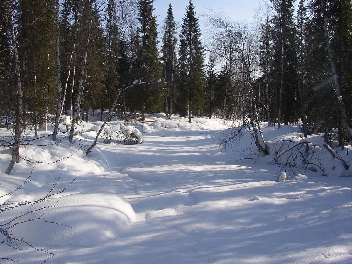 Natural insight. We have lost track of Nature and… | by Pekka Pirhonen ...
