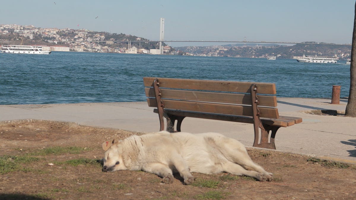 Homeless cats and dogs in Istanbul | by Whosam | Medium