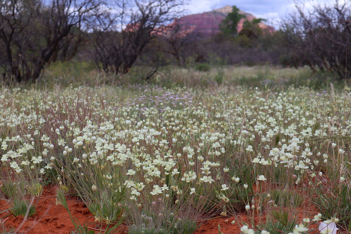 Spring Blooms in the Desert. Exploring a quiet canyon with a new… | by ...
