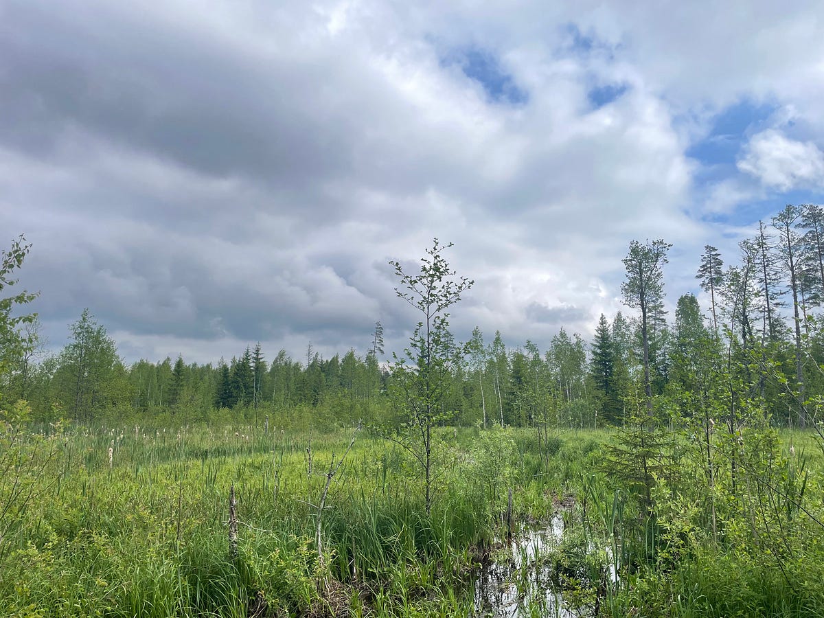 Supercharging removal from the EU’s land sector | by Asger Olesen | Jun, 2024 | Medium