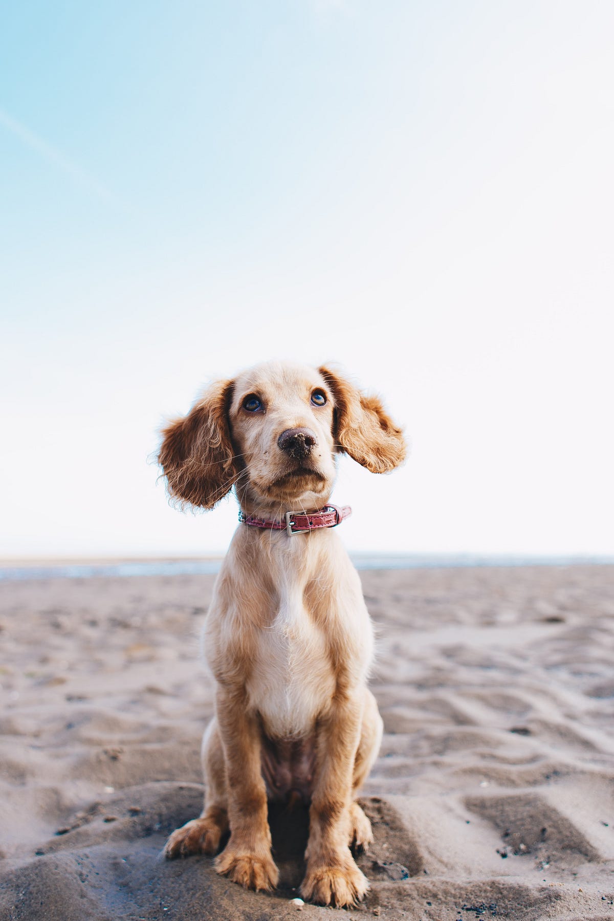 An Open Letter To The Hole In Dog Poop Bags | by Camille Prairie | Open ...