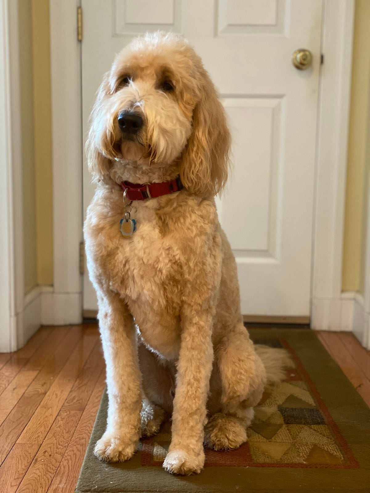 Loving Our Imperfect Dogs. Because they are just another… | by Jill ...