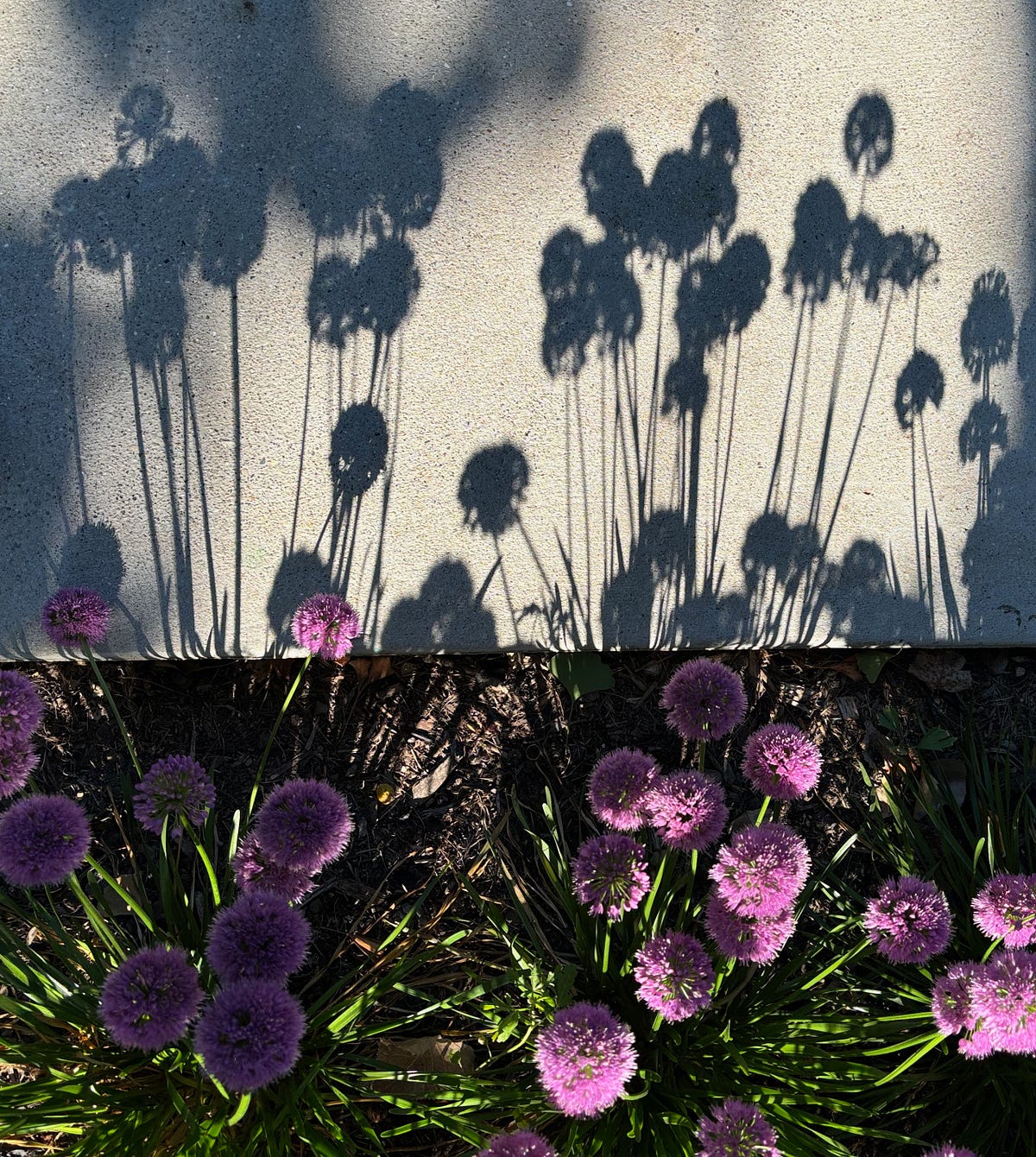 Shadows at play - Bruce Black - Medium