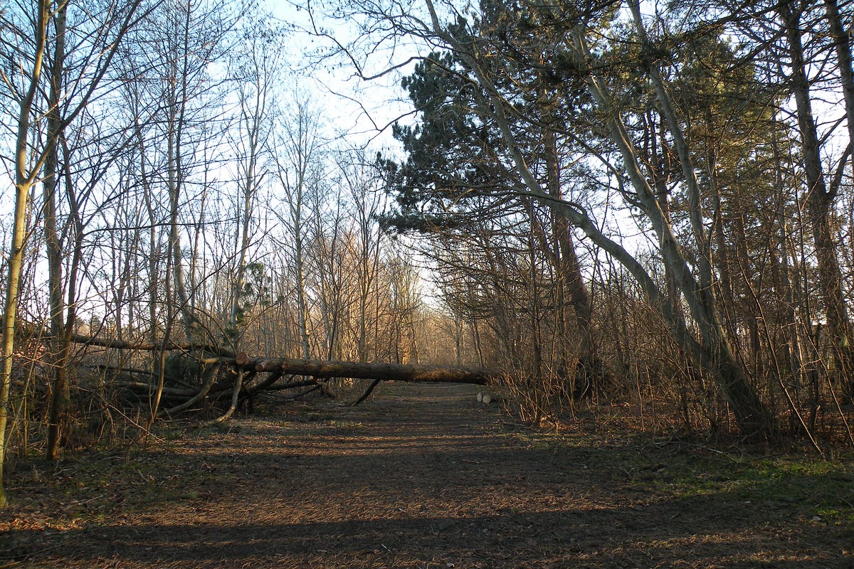 Nature or Man — Trees Are Coming Down | by Inge E. Knudsen | SNAPSHOTS ...